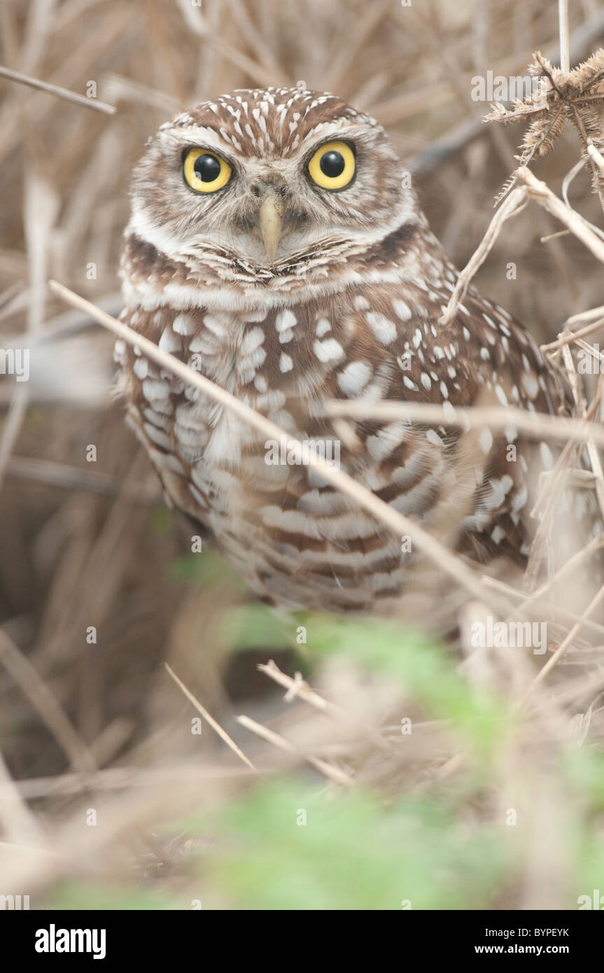 "Burrowing Eyes" - burrowing owl camouflaged well Stock Photo - Alamy