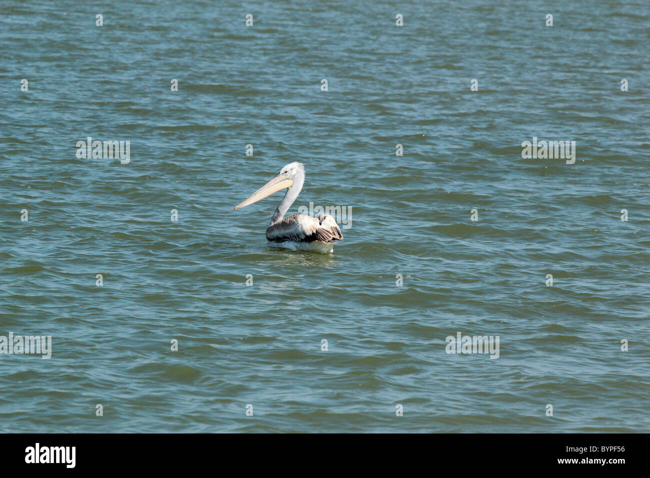 A pelican swimming in water Stock Photo - Alamy