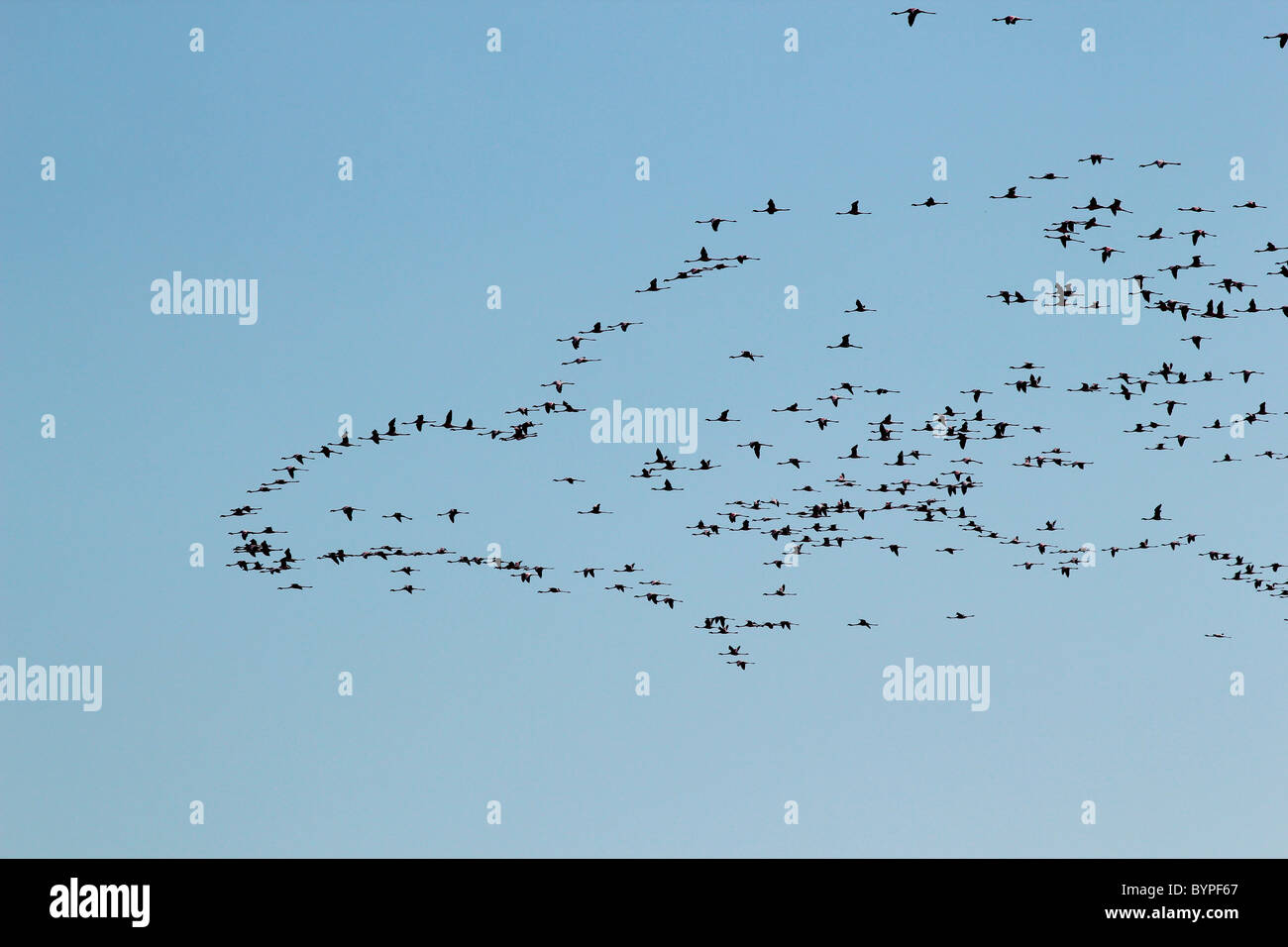 Birds flying formation hi-res stock photography and images - Alamy