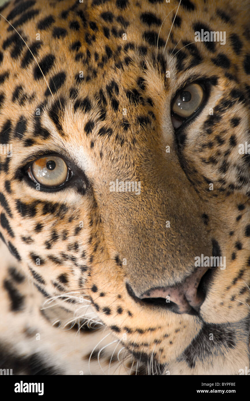 "Contemplative Cat" - leopard close-up Stock Photo - Alamy