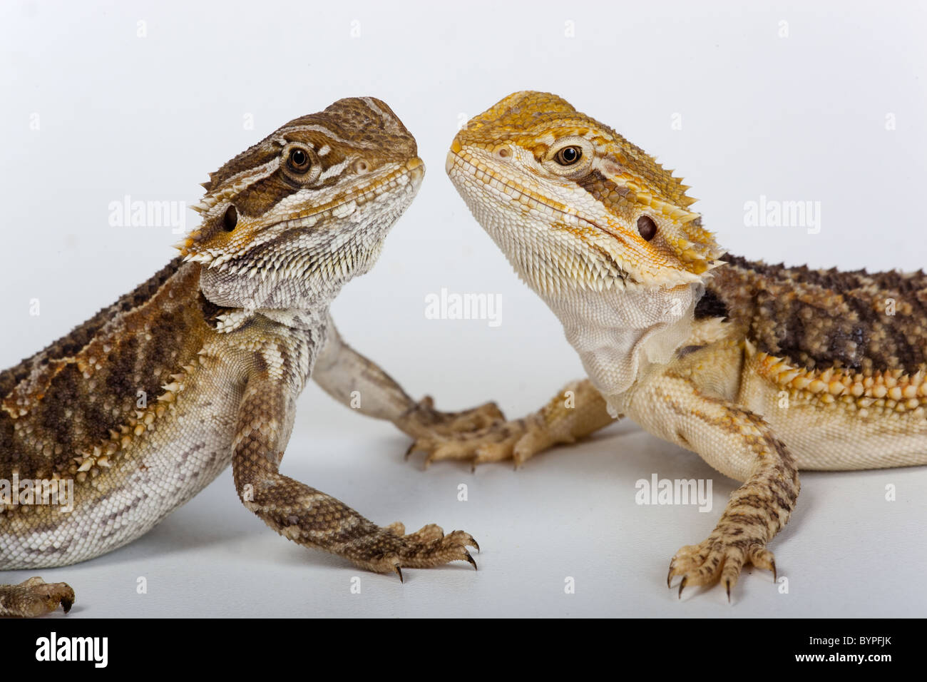 Two Bearded Dragons Pogona barbata young Stock Photo - Alamy