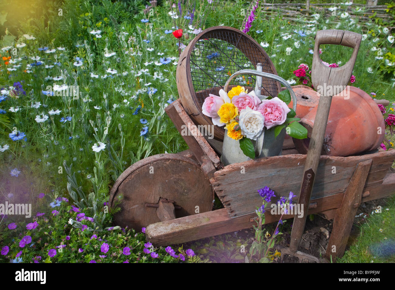 Cottage garden and old wheel barrow with roses and garden tools Stock ...