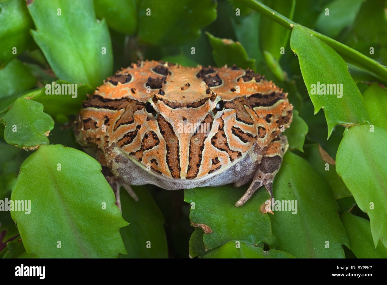 Fantasy Horned Frog