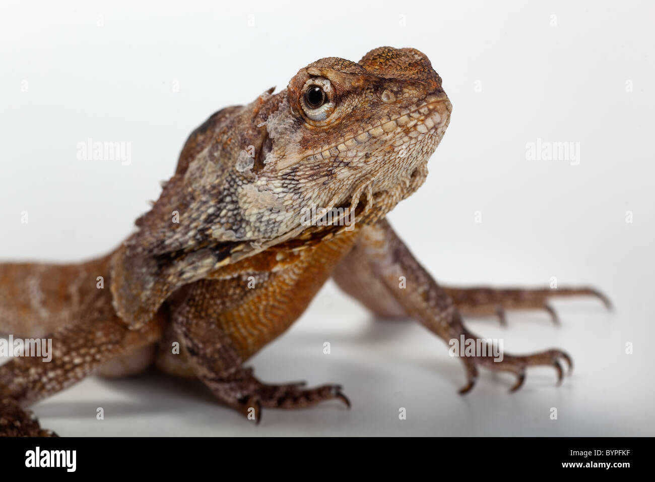 Frill-necked Lizard Chlamydosaurus kingii Stock Photo - Alamy