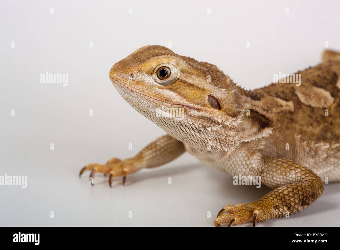Rankins Dragon Pogona henrylawsoni or Lawsons Dragon Stock Photo - Alamy