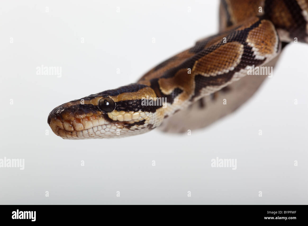 Royal Python Python regius Stock Photo - Alamy