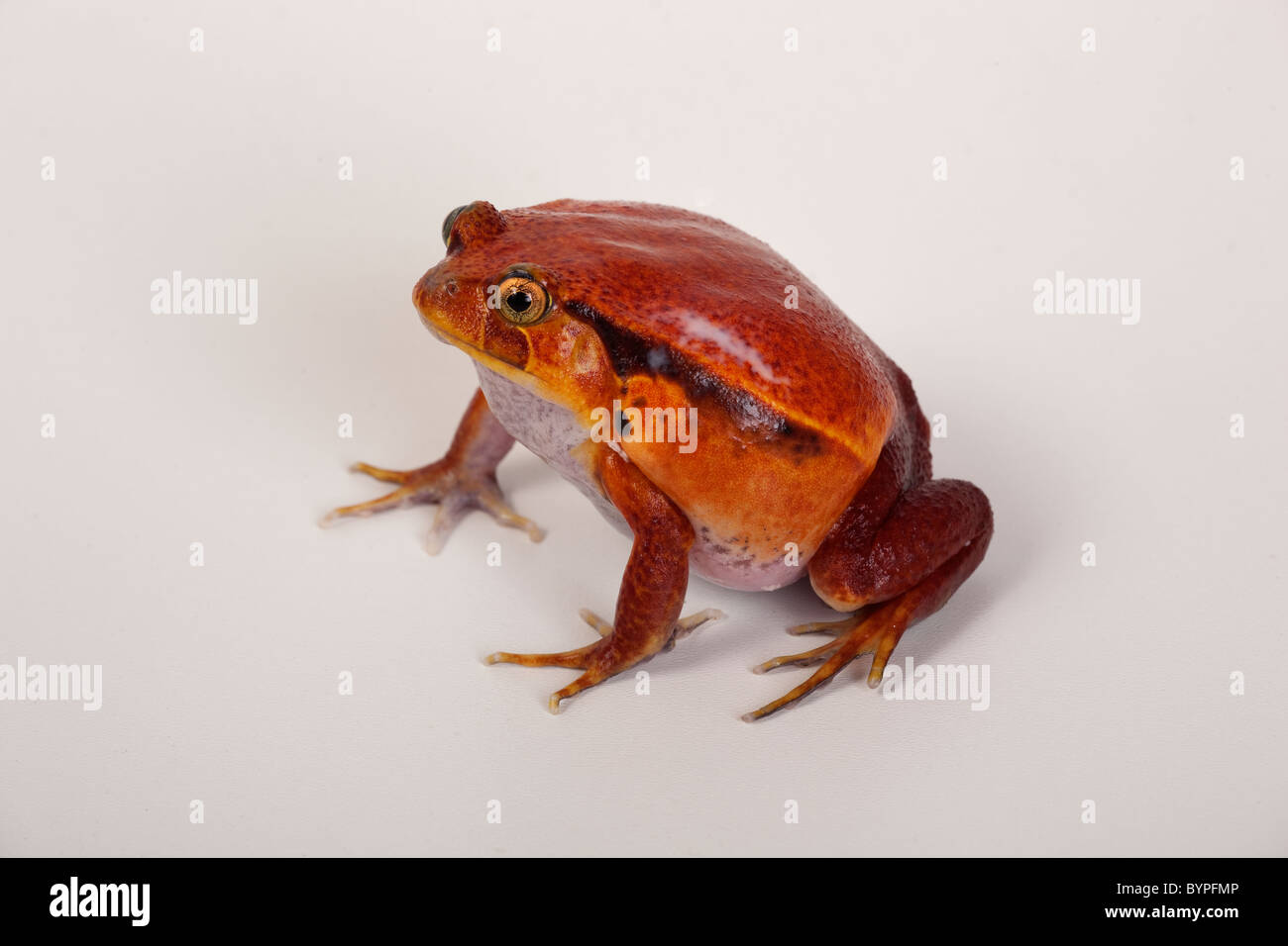 Amphibian frog tomato hi-res stock photography and images - Alamy