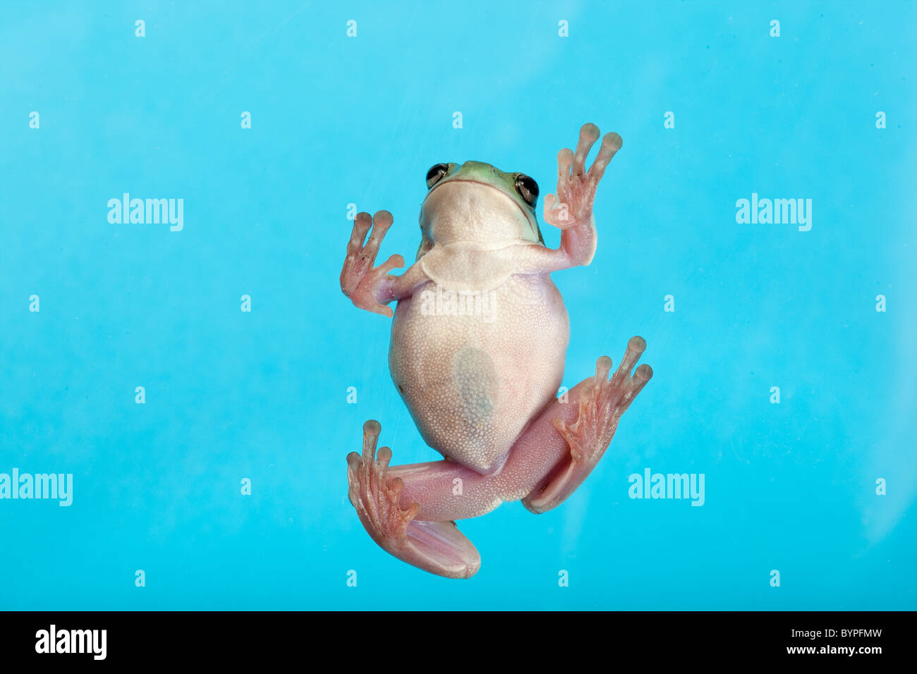 Photographed from underneath hi-res stock photography and images - Alamy