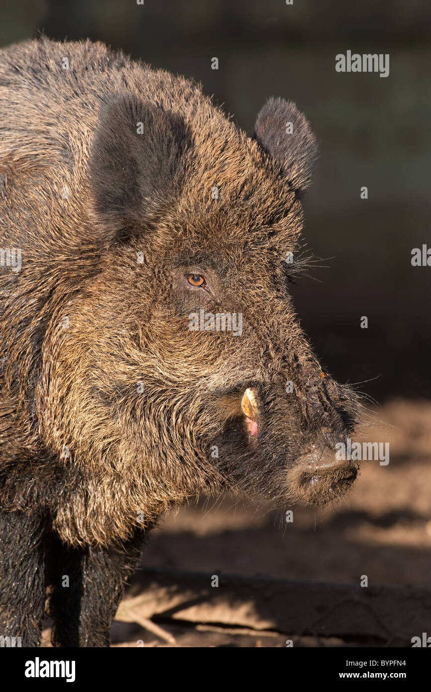 Wild Boar Sus scrofa in Forest Setting Stock Photo - Alamy