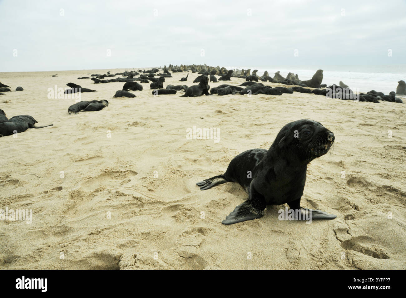 Walvisbay, Namibia, animals, landscape, lone Cape Fur Seal ...