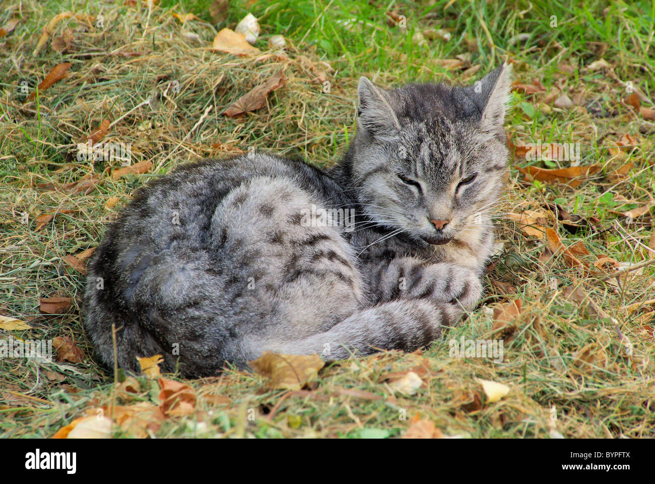 Katze - cat 31 Stock Photo - Alamy