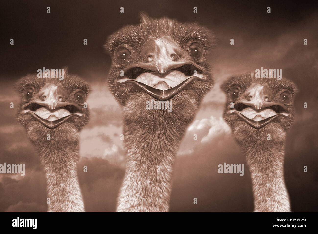 Emu smile hi-res stock photography and images - Alamy