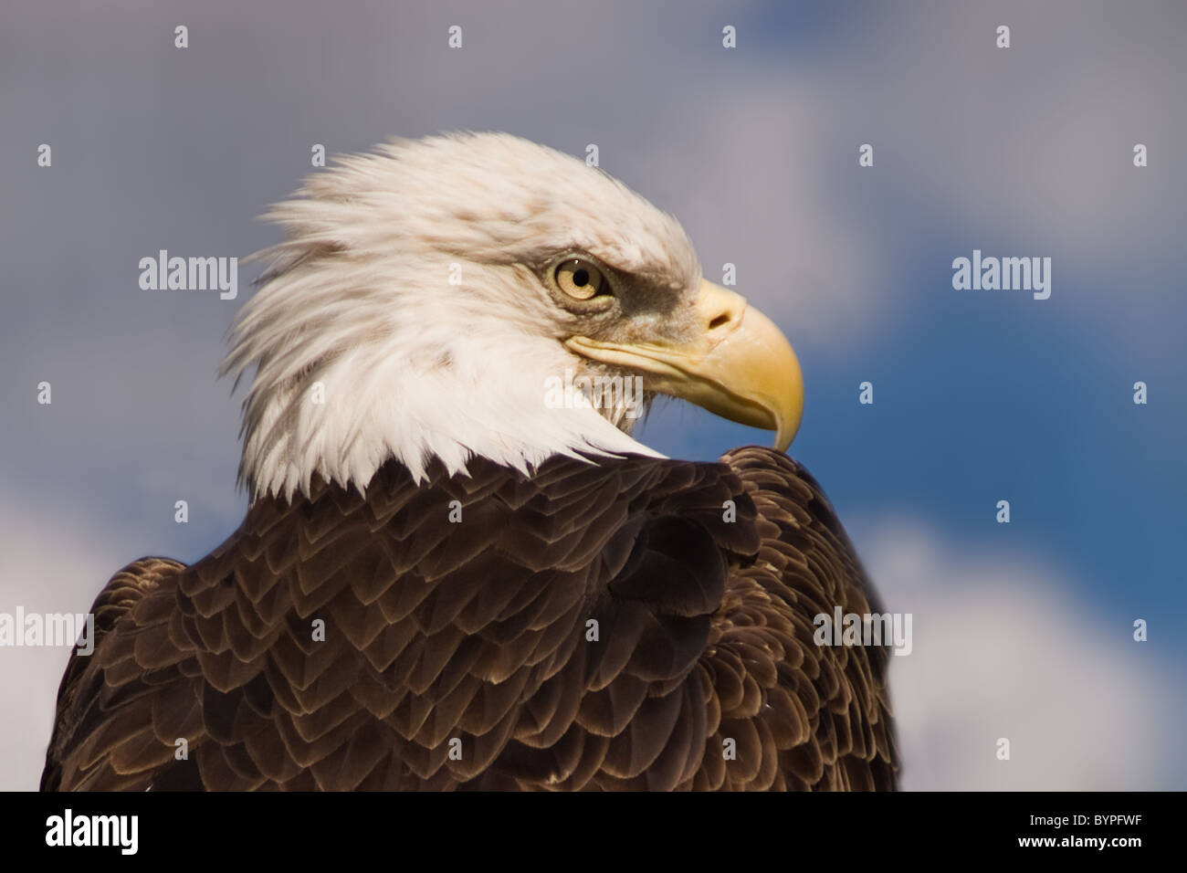 Closeup of a bald eagle Stock Photo - Alamy