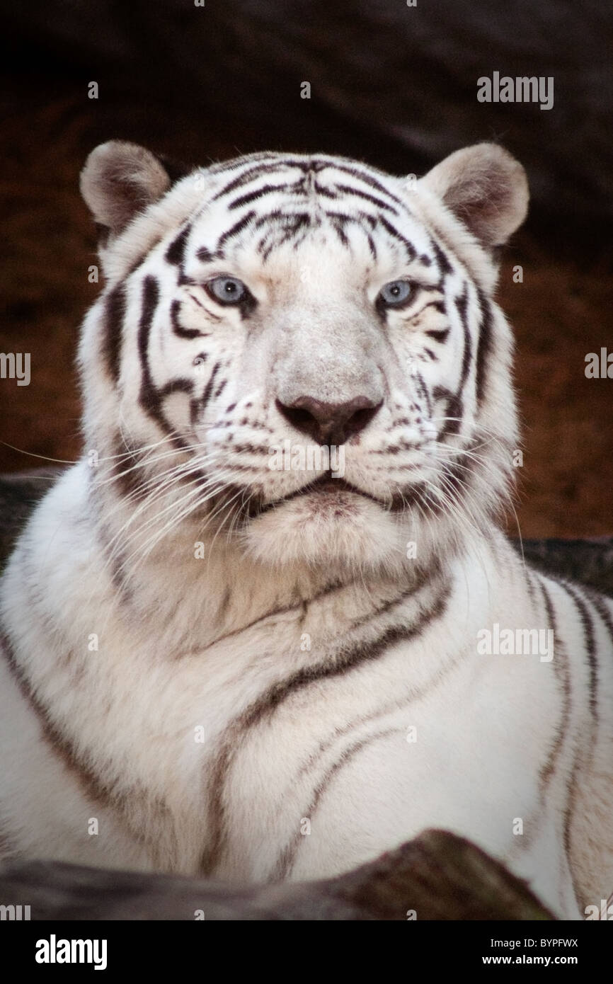 White Bengal Tiger Stock Photo - Alamy