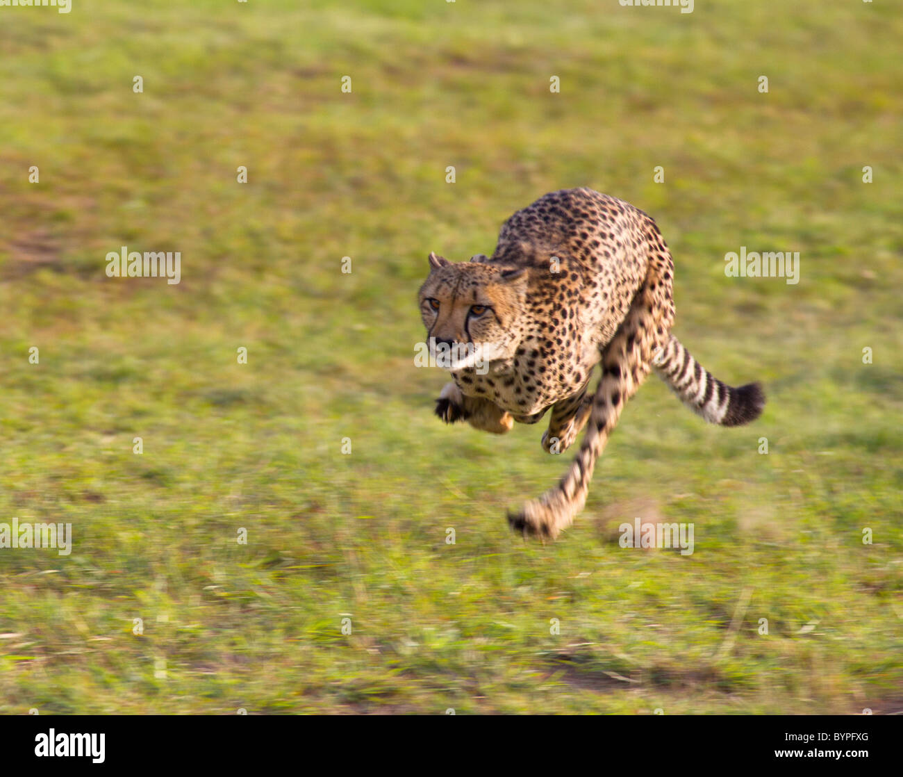 Runing hi-res stock photography and images - Alamy
