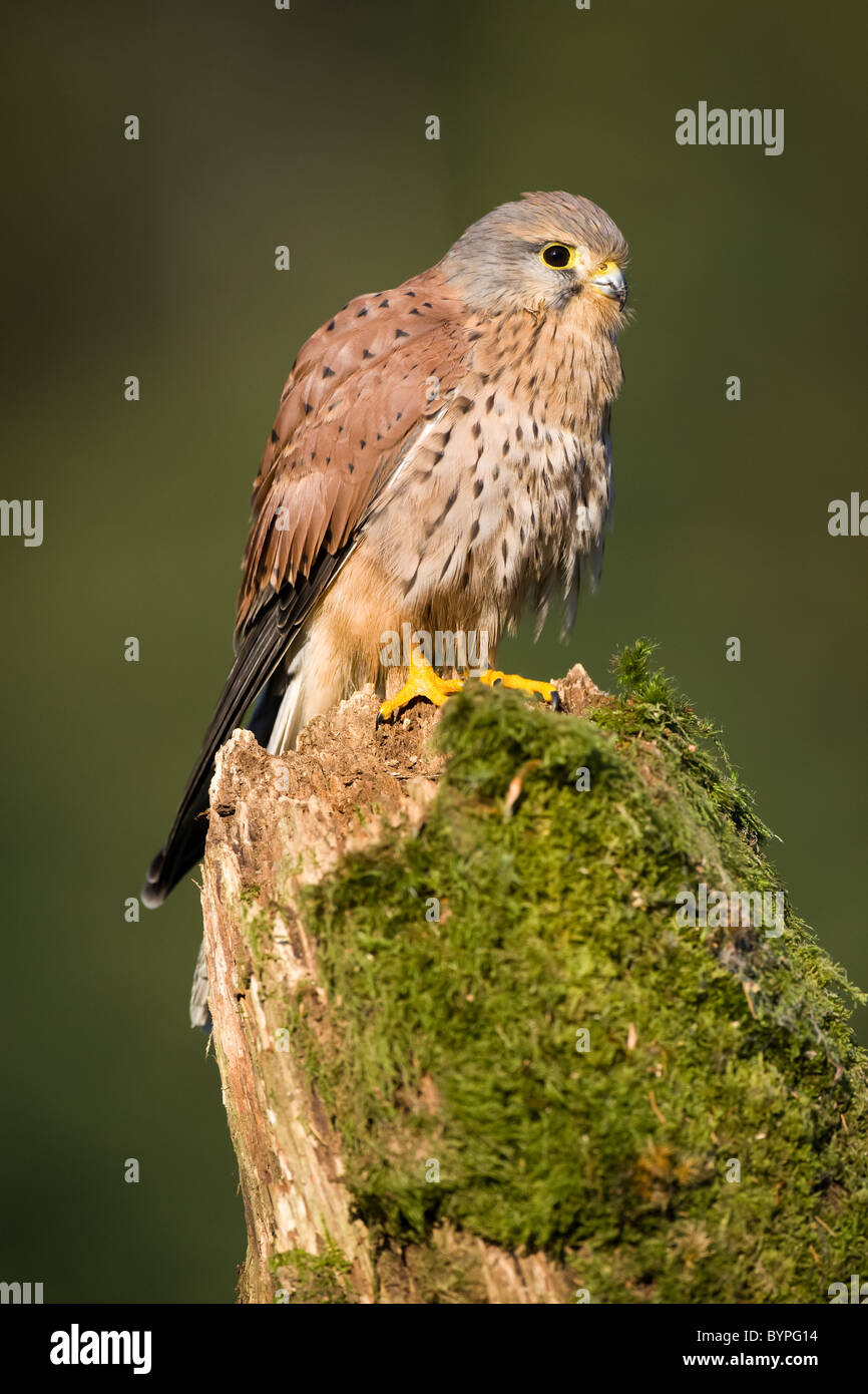 Falkenartige Falconidae Stock Photos & Falkenartige Falconidae Stock ...