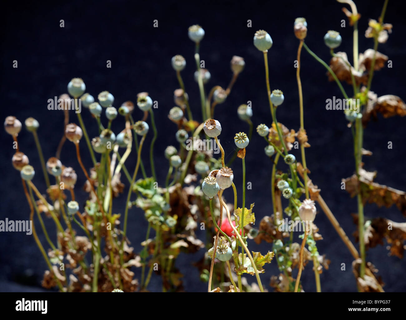 Late summer poppies forming into seed heads UK Stock Photo - Alamy
