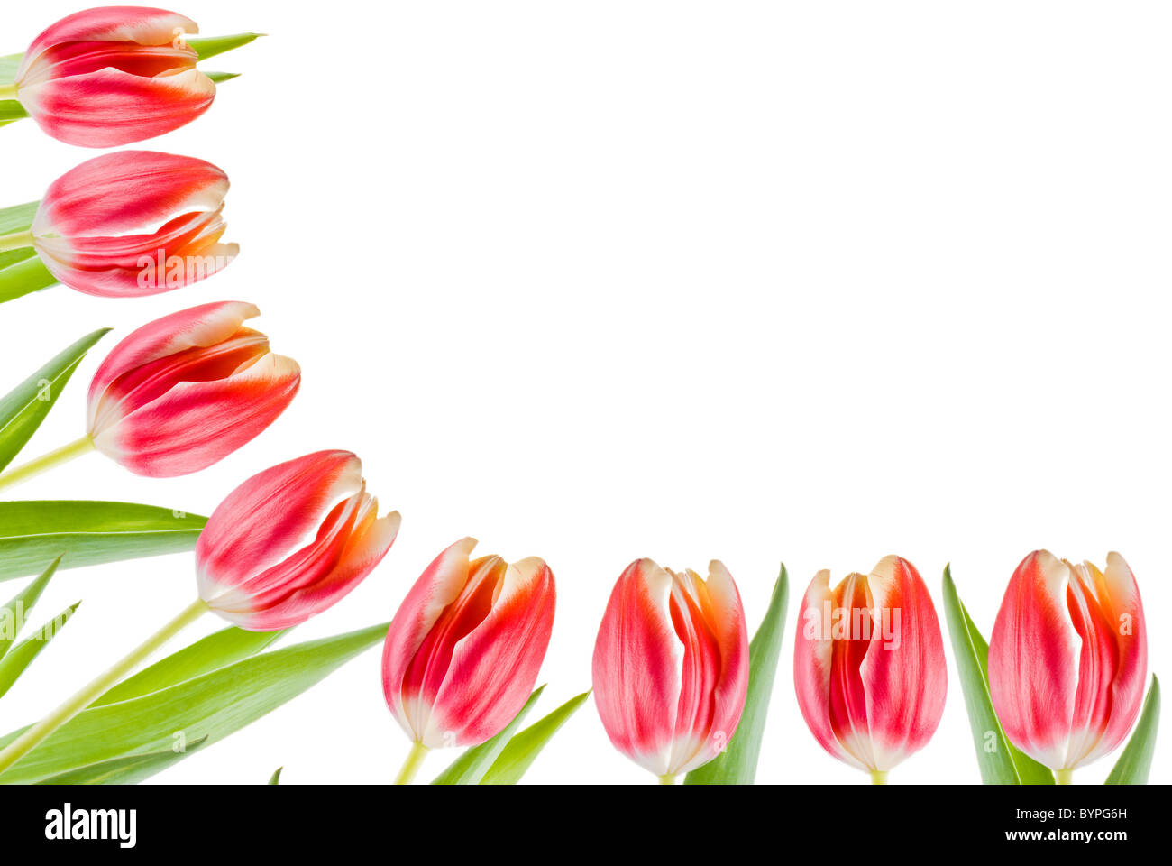 Bridal border hi-res stock photography and images - Alamy