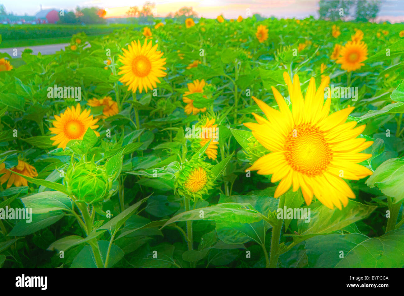 "Palette Of Colors" - sunflower field Stock Photo - Alamy