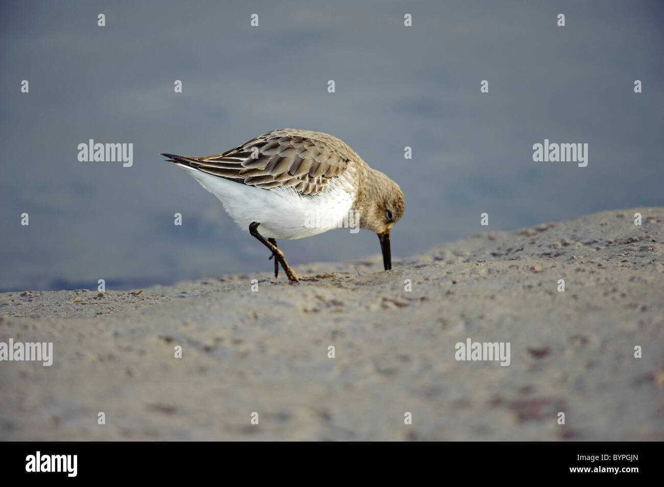 Marsh wader hi-res stock photography and images - Alamy