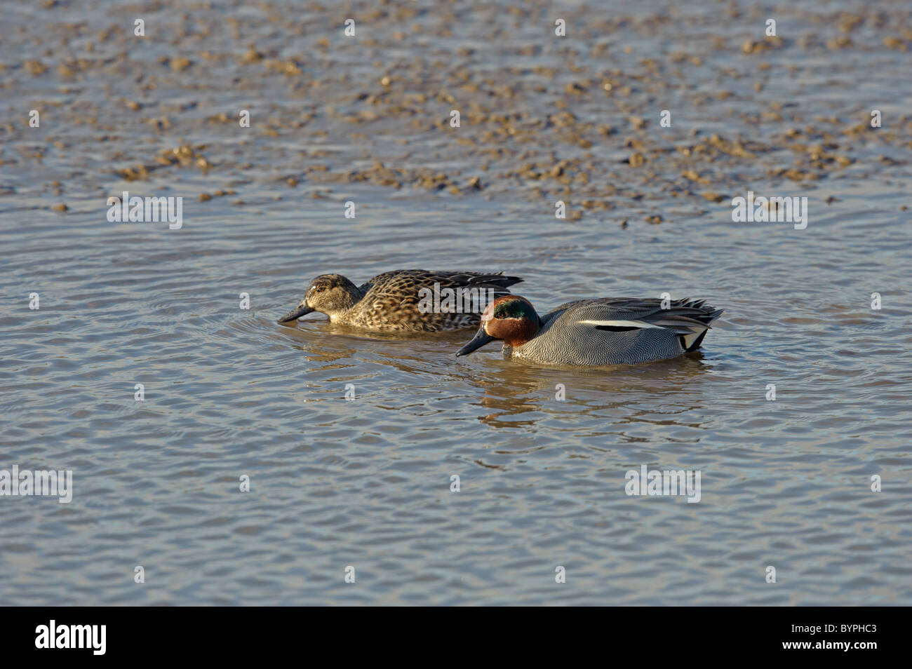 Female teal duck hi-res stock photography and images - Alamy