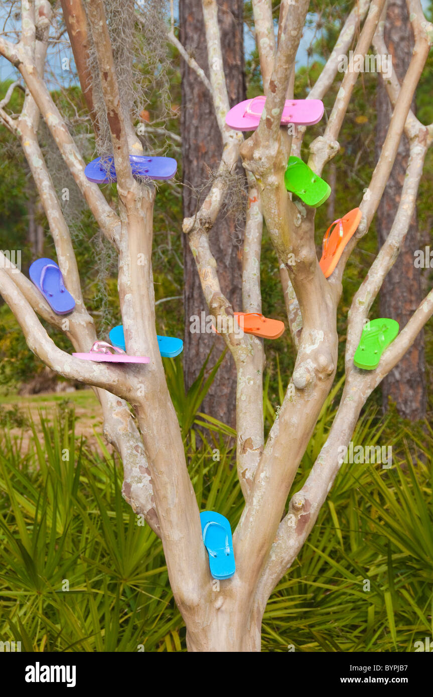 Zories hi-res stock photography and images - Alamy