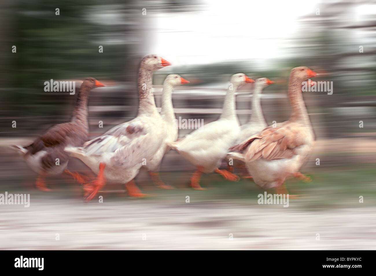 "Wild Goose Chase" - these running geese make for a true wild goose ...