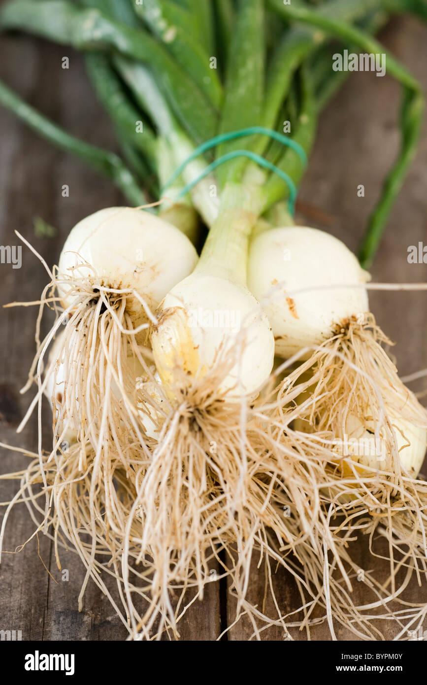 Close up spring onion roots hi-res stock photography and images - Alamy