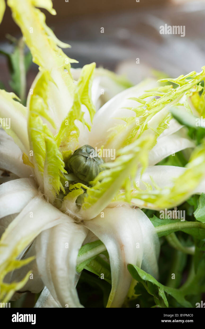 Endive head hi-res stock photography and images - Alamy