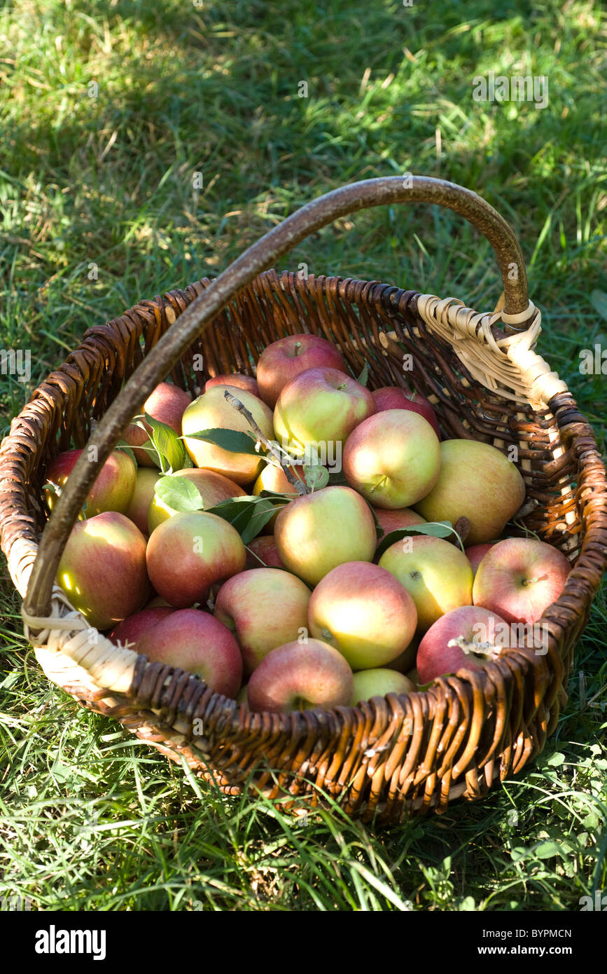 Basket of fresh picked apples Stock Photo - Alamy