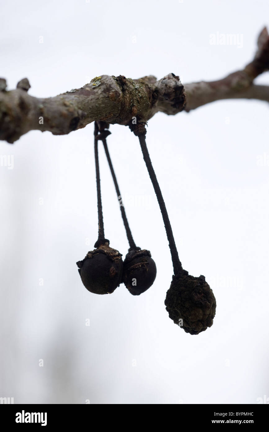 Nuts hanging from branch Stock Photo - Alamy