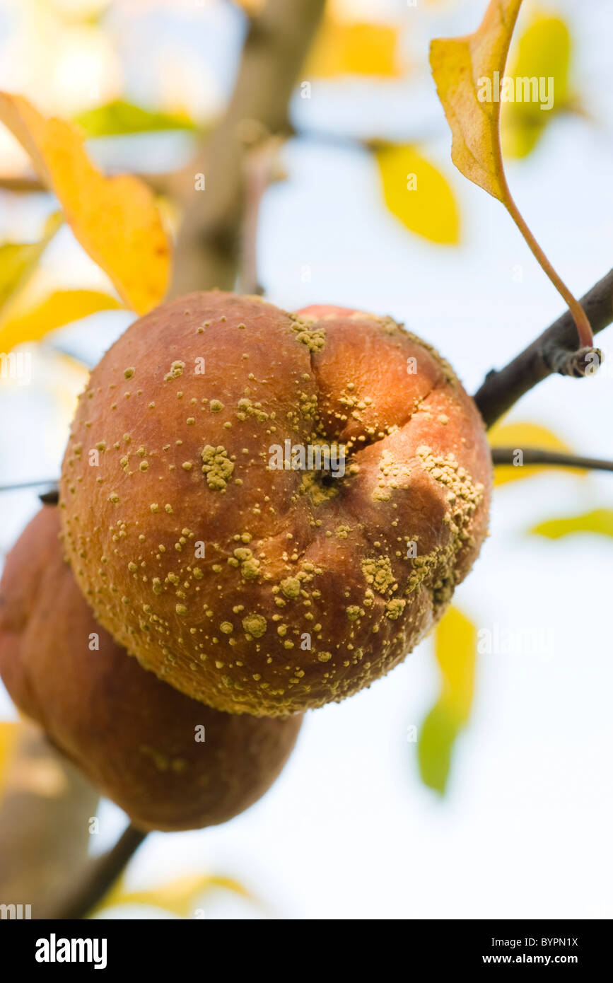 Apple rotting on branch Stock Photo - Alamy