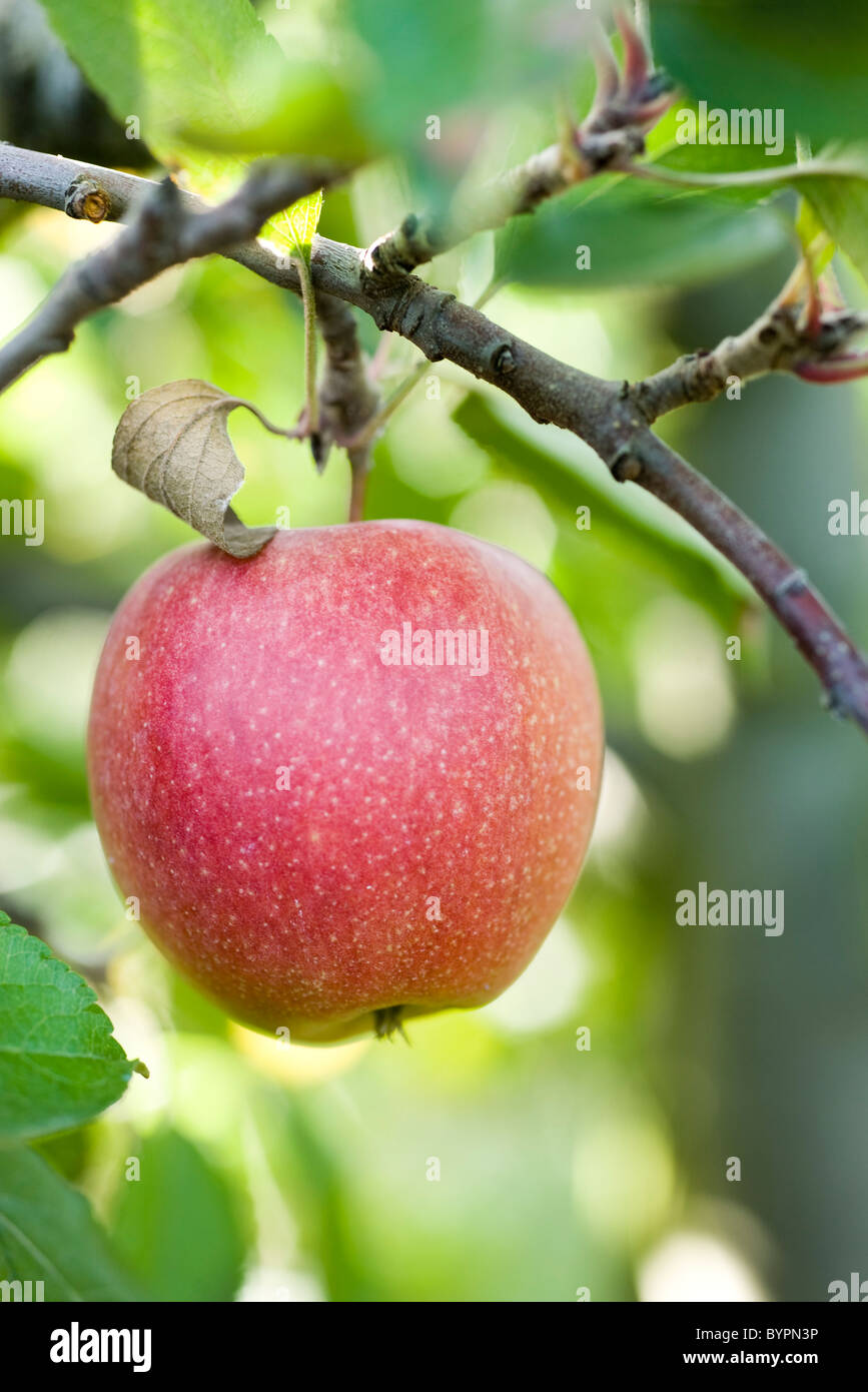 Apple growing on branch Stock Photo - Alamy