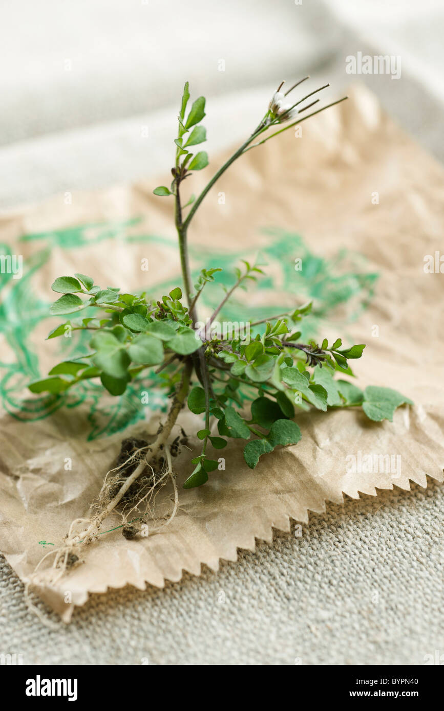 Thyme Plants High Resolution Stock Photography and Images - Alamy