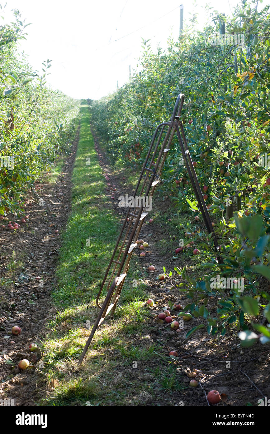 Orchard ladders hi-res stock photography and images - Alamy