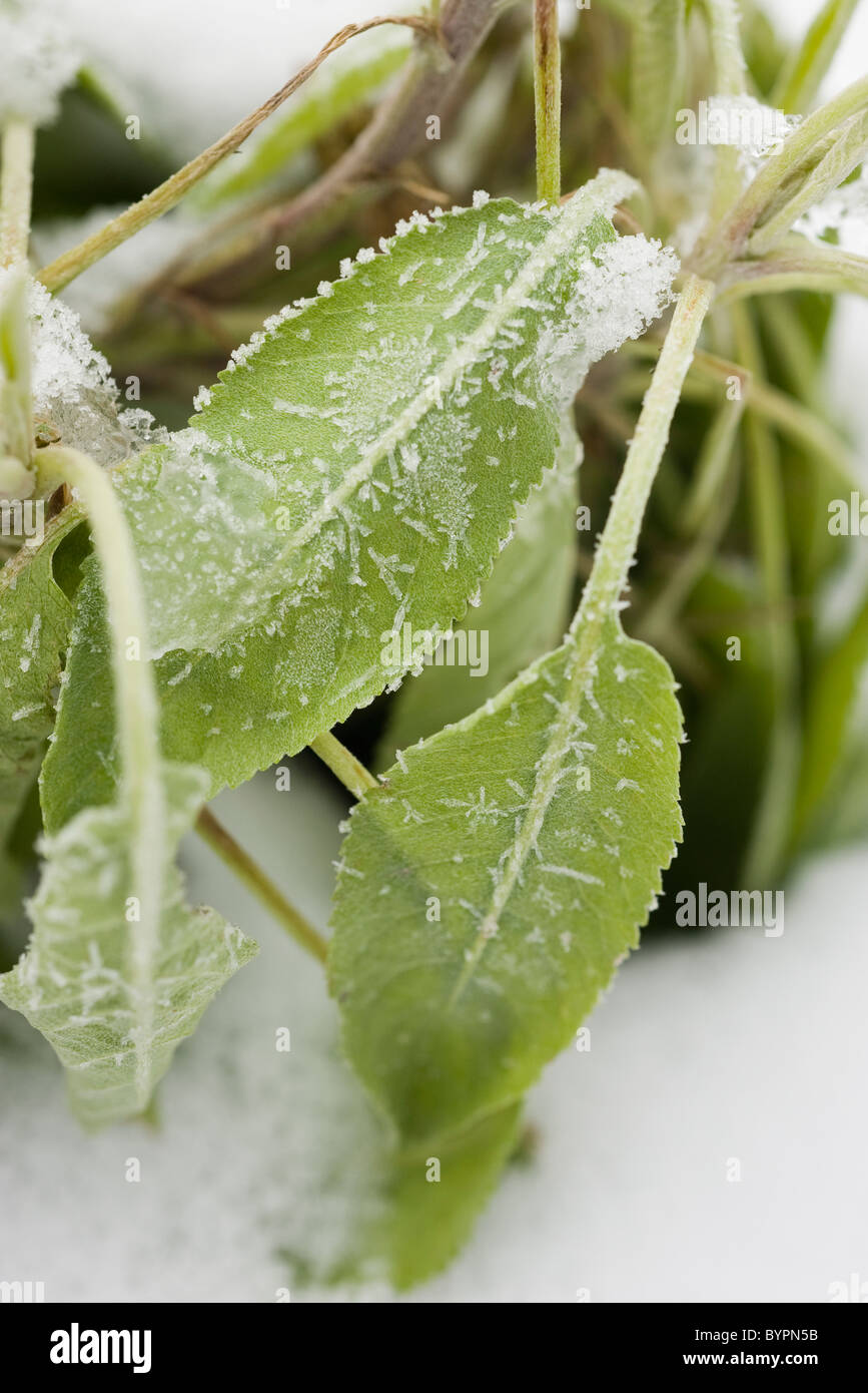 Sage plant frosted with snow Stock Photo - Alamy