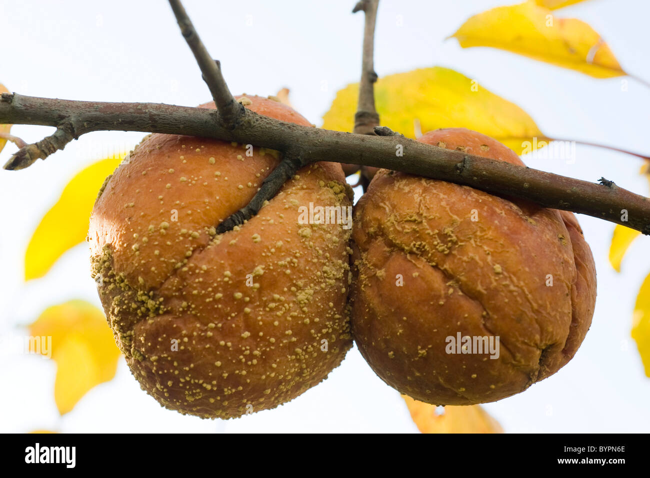 Rotting branches hi-res stock photography and images - Alamy