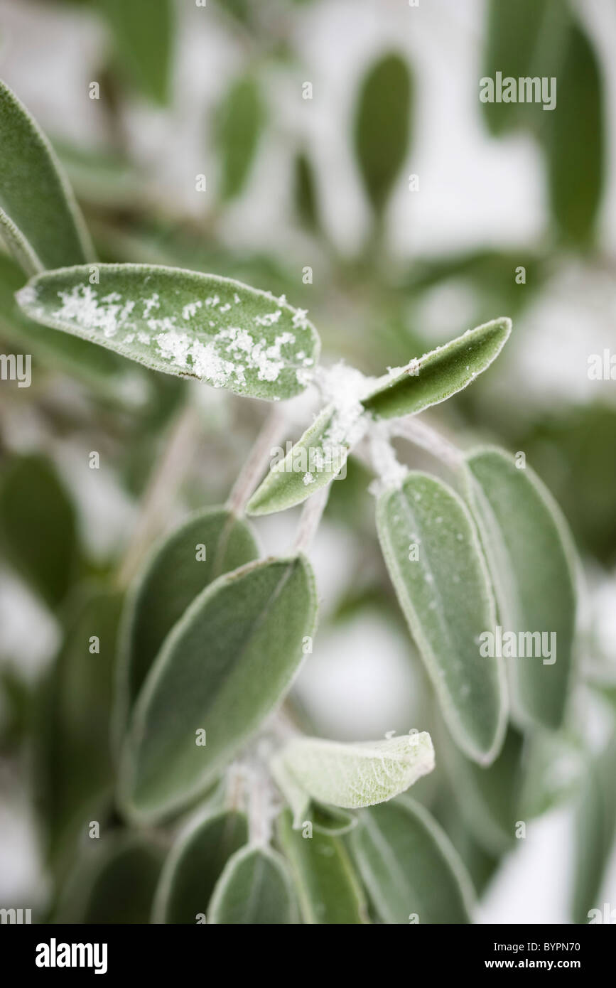 Sage Plant With Frost High Resolution Stock Photography and Images - Alamy