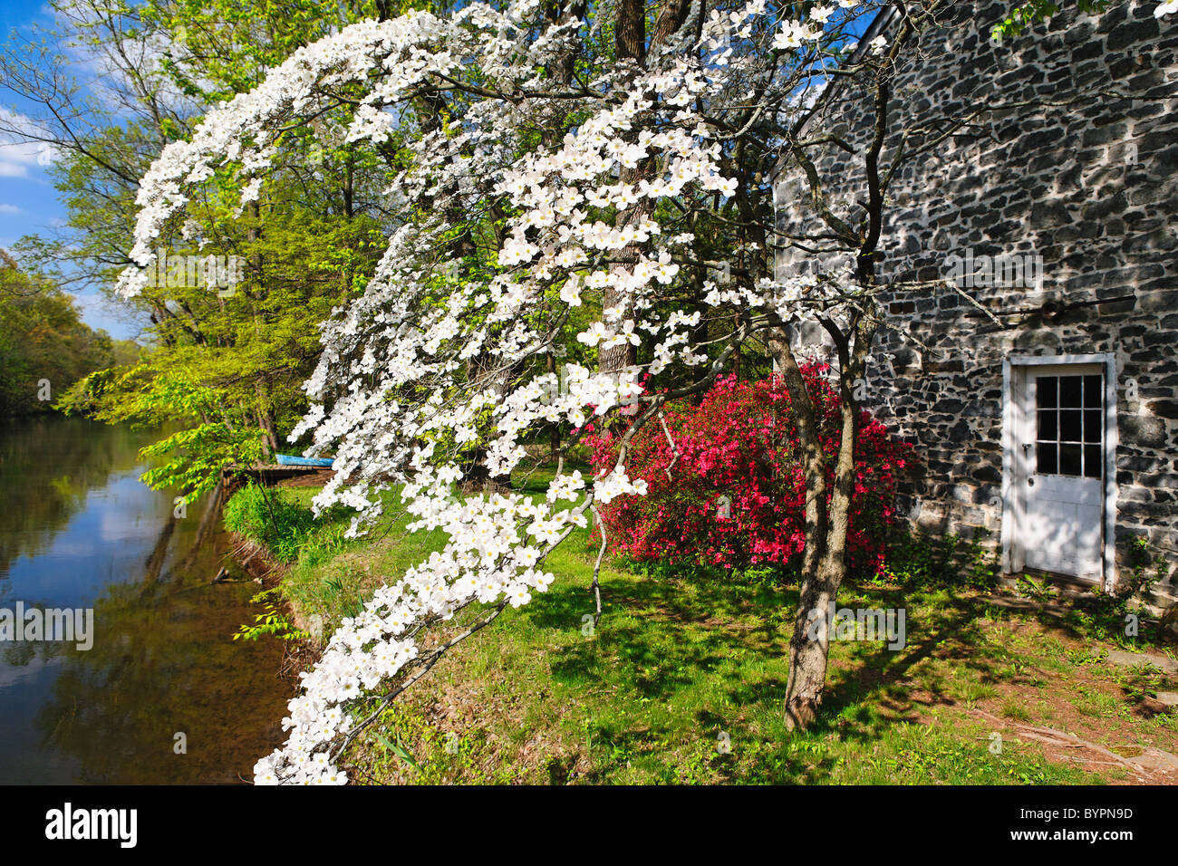 Dogwood and azalea spring hi-res stock photography and images - Alamy