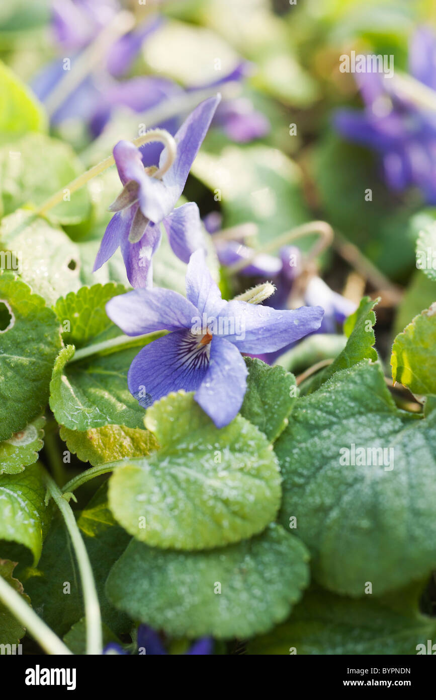 Violet colour images hi-res stock photography and images - Alamy