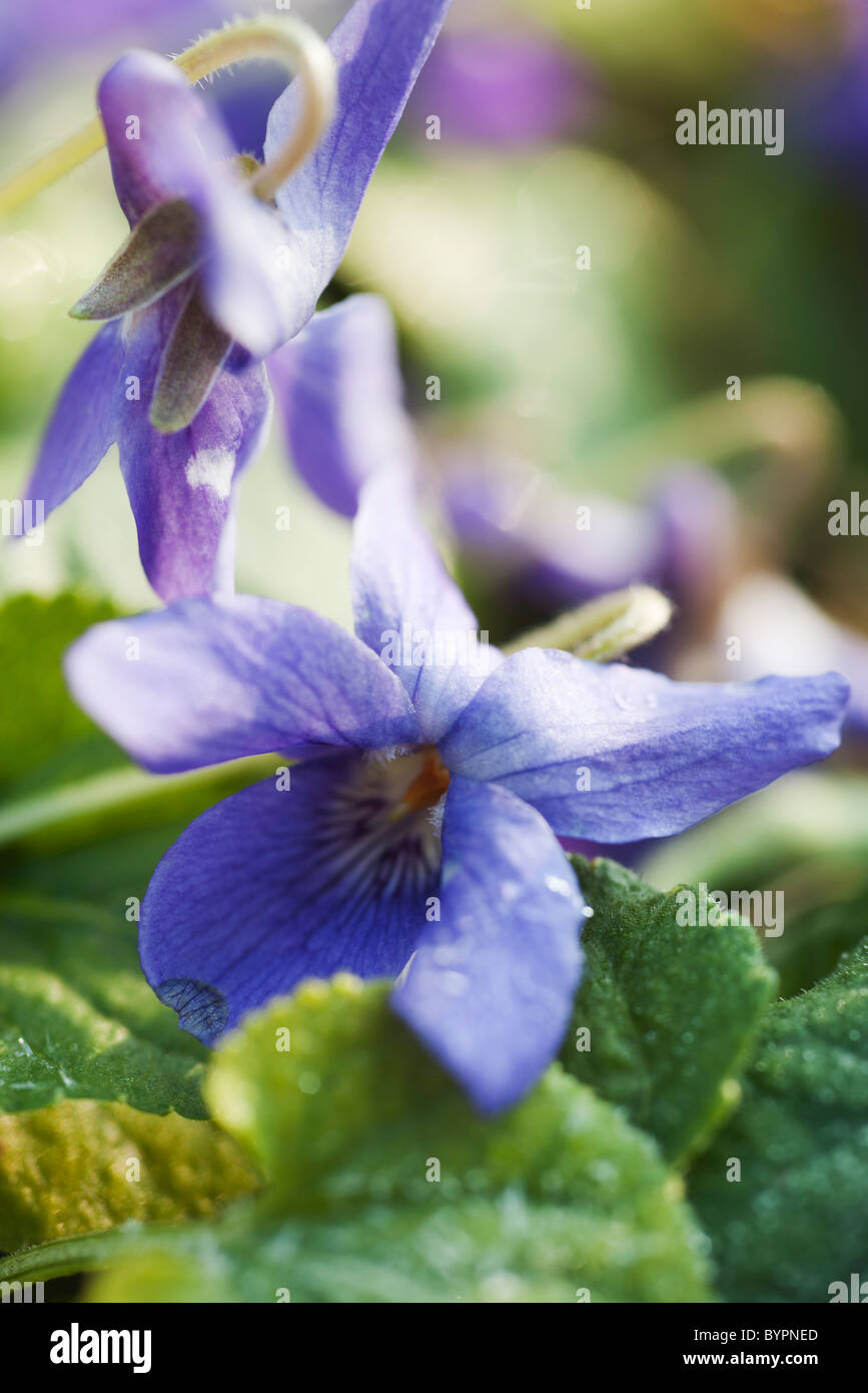 Violets close up hi-res stock photography and images - Alamy