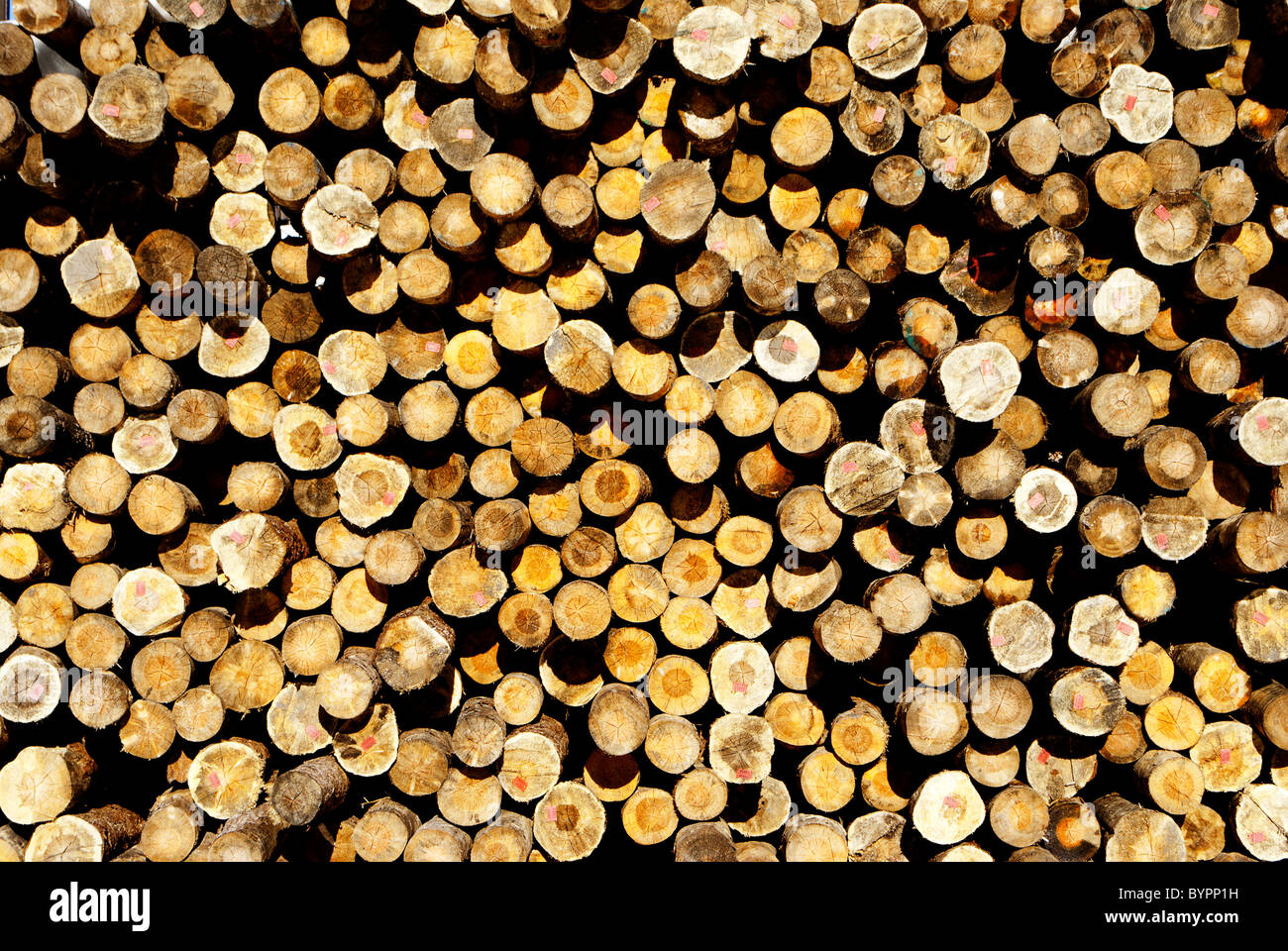 larch logs to the sawmill Stock Photo - Alamy