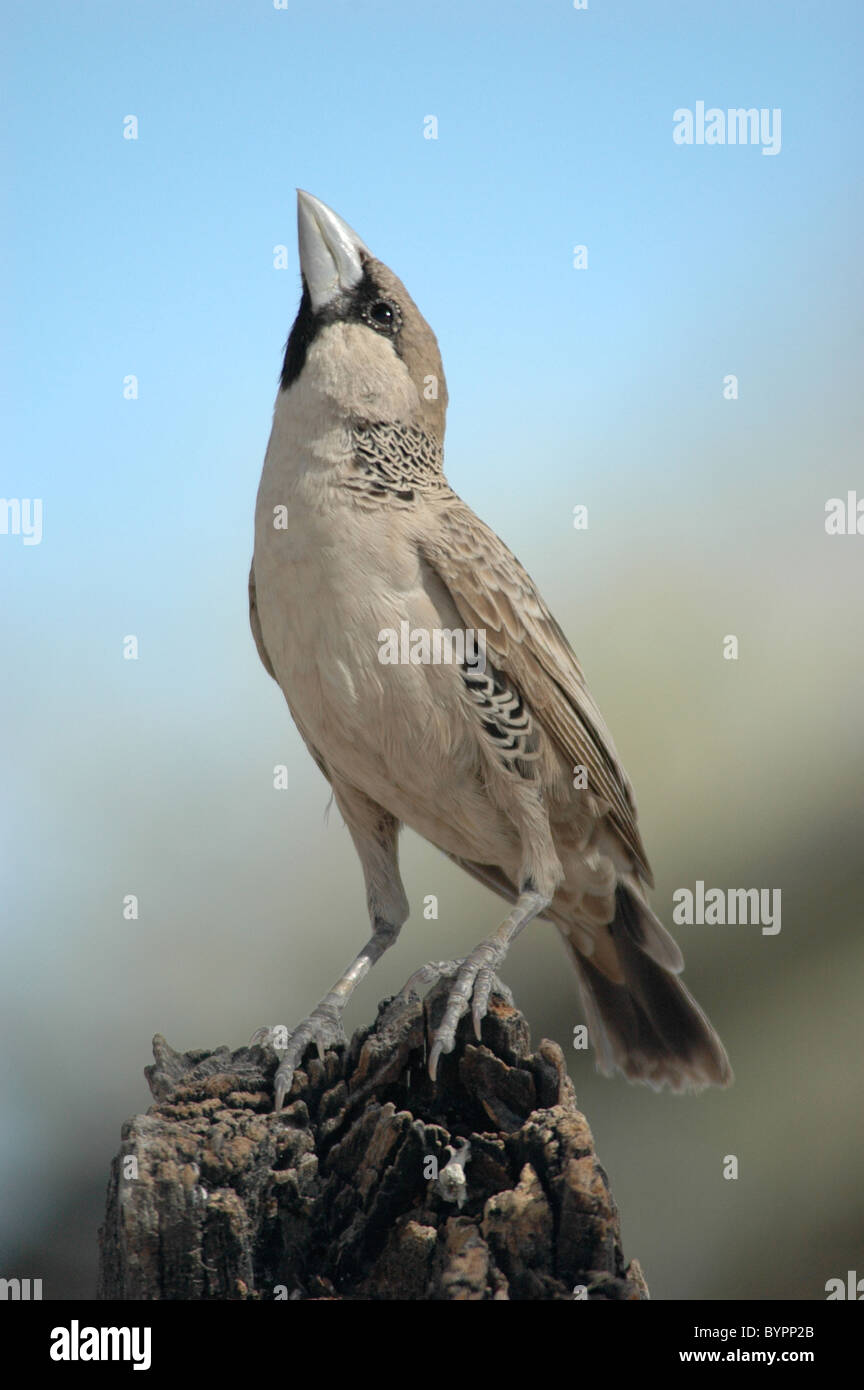 National bird of namibia hi-res stock photography and images - Alamy