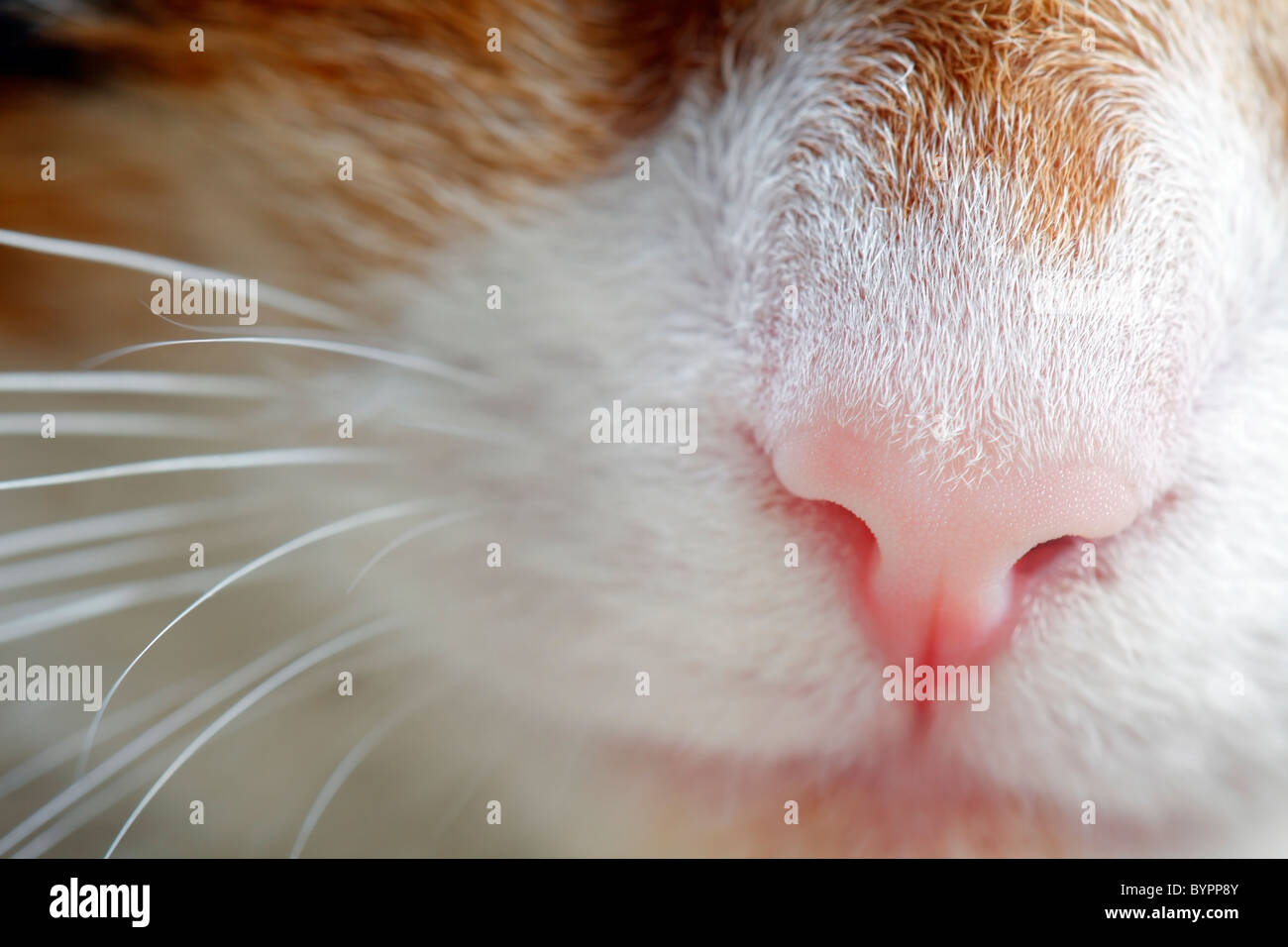 Close up photo of a Cat Nose Stock Photo - Alamy