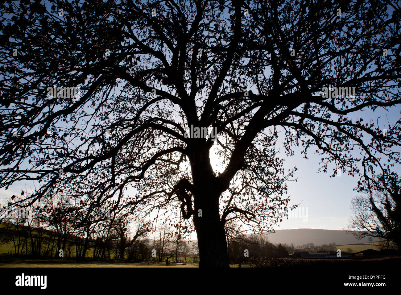 Silhouetted tree in winter sunshine near Bishop's Castle, Shropshire ...