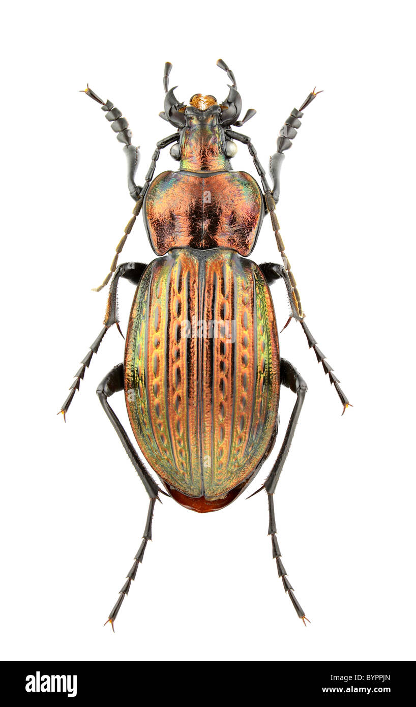 Male of Carabus ullrichii fastuosus isolated on white background Stock ...