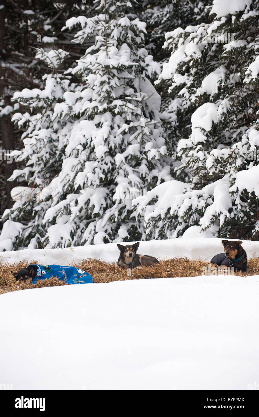 Dropped sled dogs hi-res stock photography and images - Alamy