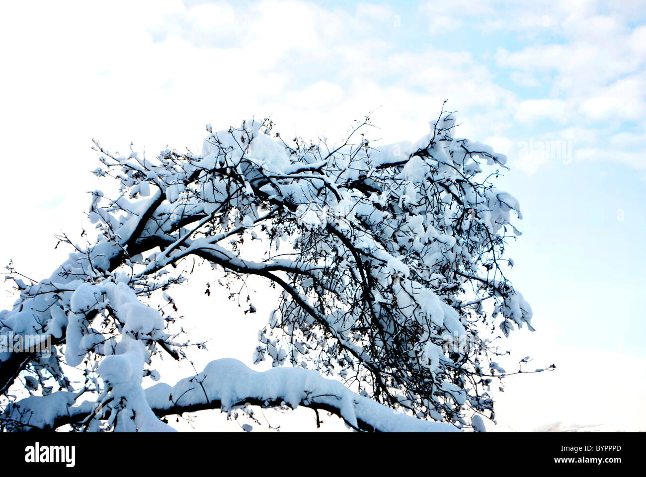 Pristine snowfall in the new forest hi-res stock photography and images ...
