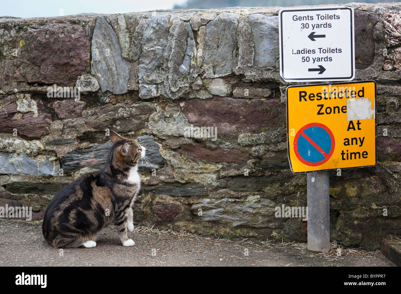 Cat parking hi-res stock photography and images - Alamy