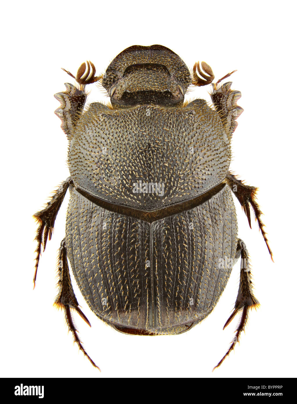 Onthophagus parmatus hi-res stock photography and images - Alamy